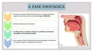 ANATOMIA Y FISIOLOGIA DE LA DEGLUCION | PPTX