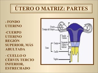 Anatomia y fisiologa del aparato reproductor femenino y masculino | PPT