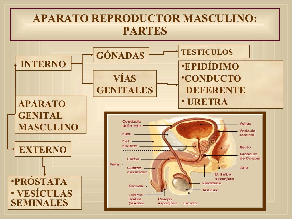 Anatomia Y Fisiologa Aparato Reproductor Masculino Y Femenino