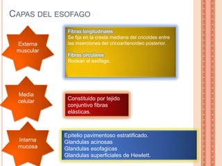 Anatomia y fisiología del esofago | PPTX