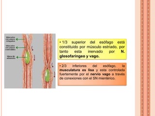 Anatomia y fisiología del esofago | PPTX