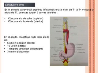 Anatomia y fisiología del esofago | PPTX