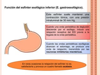 Anatomia y fisiología del esofago | PPTX