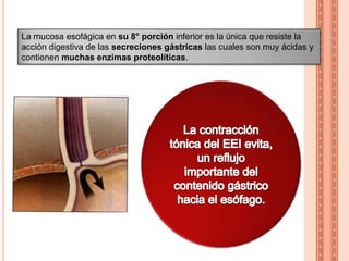 Anatomia y fisiología del esofago | PPTX