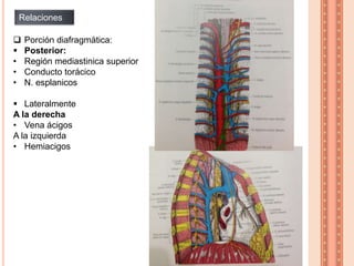 Anatomia y fisiología del esofago | PPTX