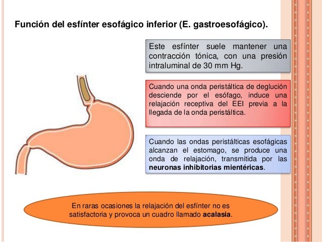 Anatomia y fisiología del esofago