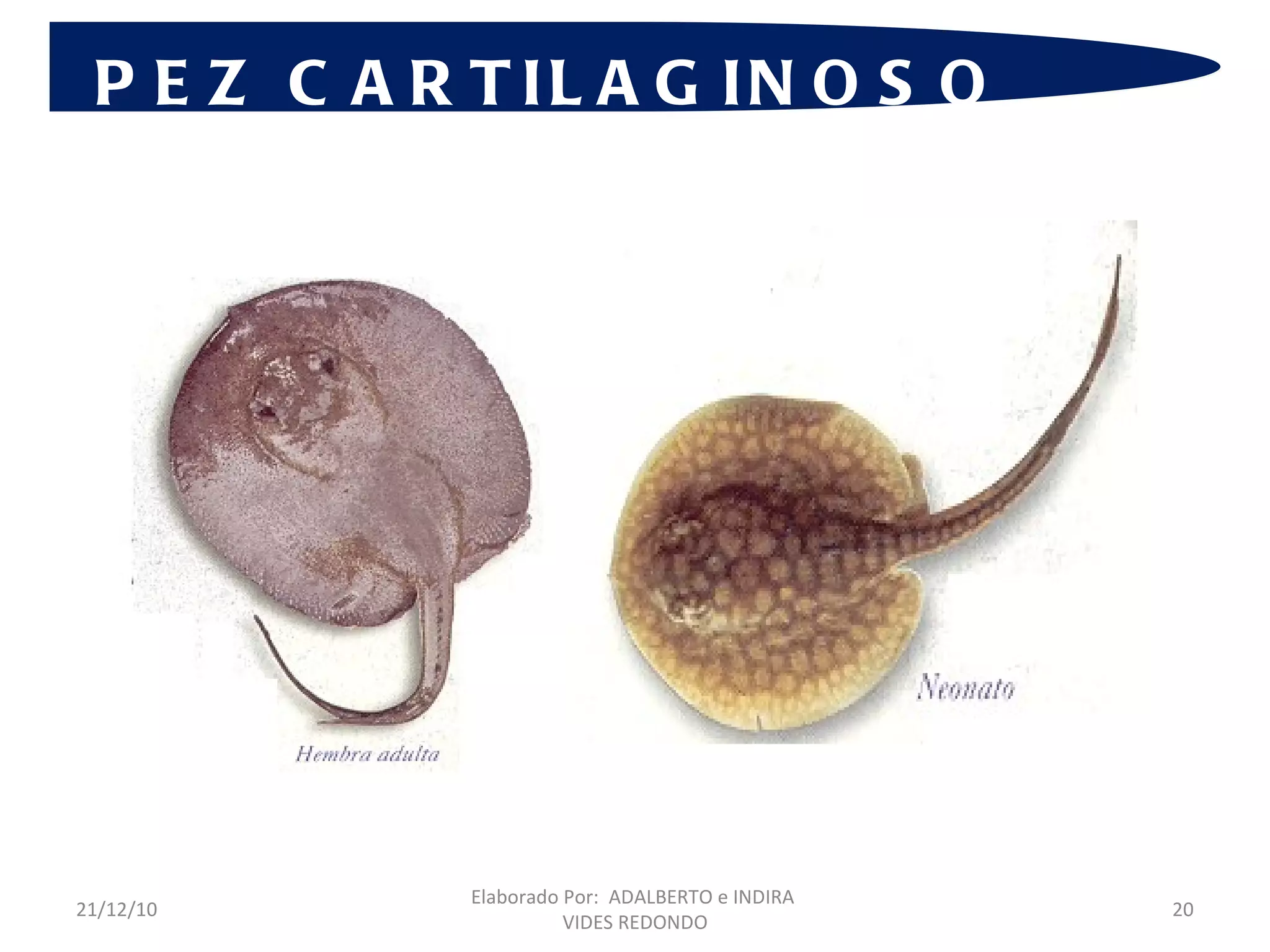 Anatomia y fisiología de peces | PPT