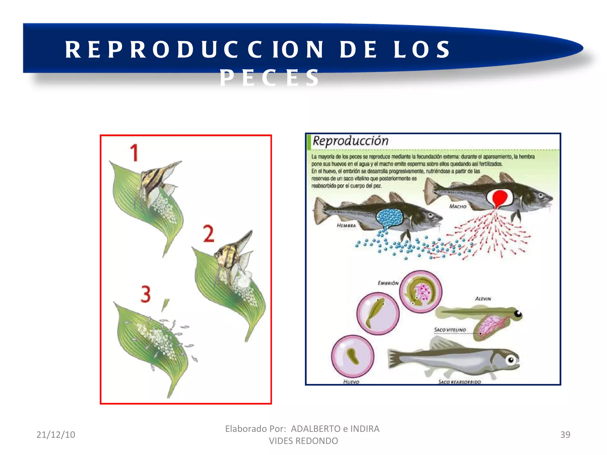 Anatomia y fisiología de peces | PPT