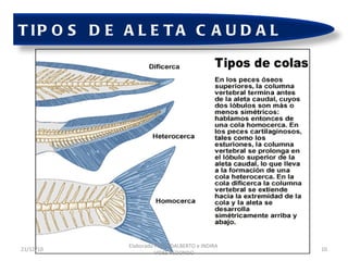 Anatomia y fisiología de peces | PPT