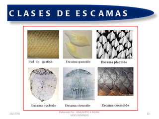Anatomia y fisiología de peces | PPT
