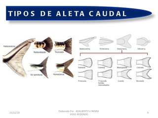 Anatomia y fisiología de peces | PPT