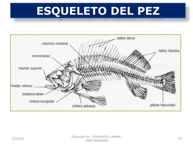 Anatomia y fisiología de peces