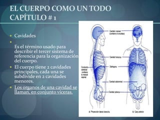 Anatomia y fisiología humana cap 1 | PPTX