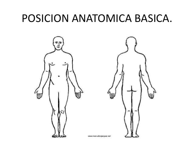 Anatomia y fisiologia