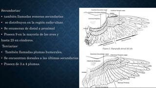 Topografia de las alas de aves | PPTX