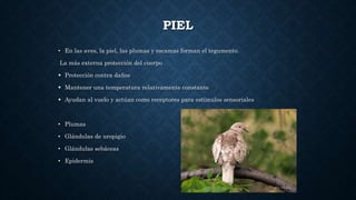 Topografia de las alas de aves | PPTX
