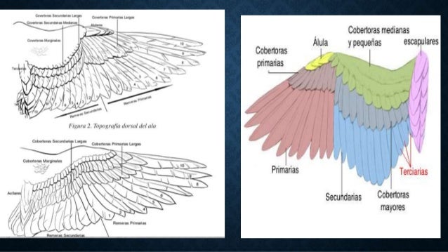 Topografia de las alas de aves