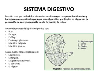 Anatomia y Fisiologia de los Cerdos.pptx