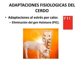 Anatomia y Fisiologia de los Cerdos.pptx