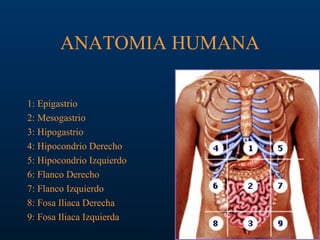 Anatomia y fisiologia_01 | PPT
