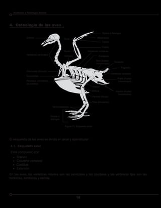Anatomia y fisiologia_animal | PDF