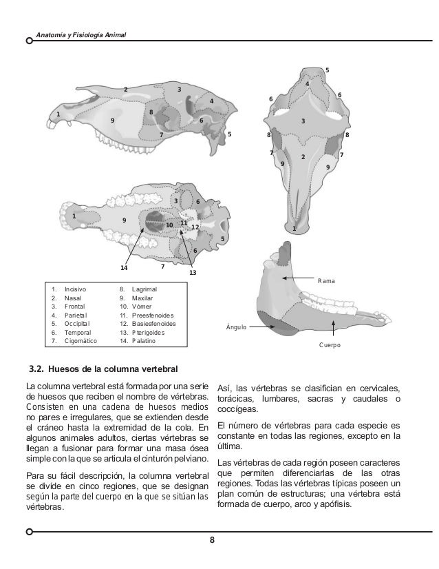 Diapositivas De Anatoma Y Fisiologa Animal Slide Set