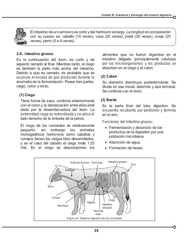 Diapositivas De Anatoma Y Fisiologa Animal Slide Set