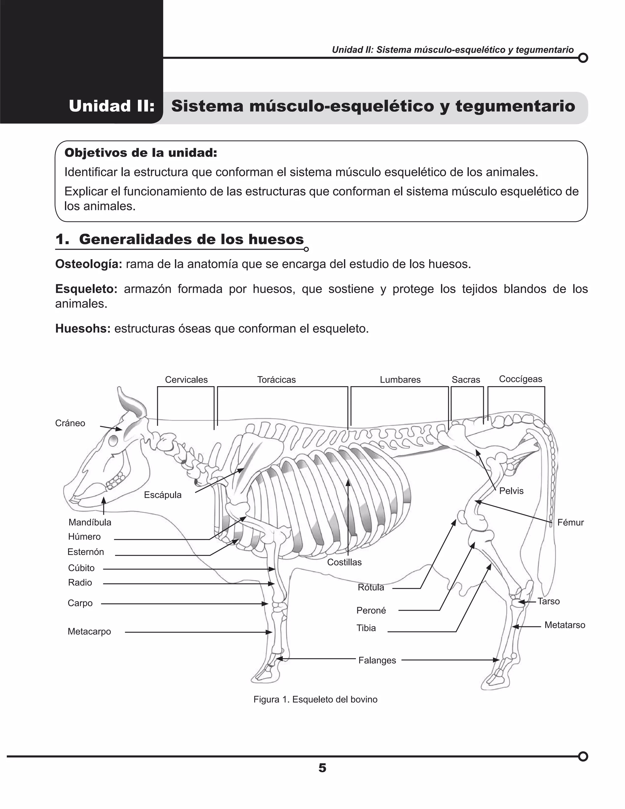 Anatomia y Fisiologia Animal.pdf