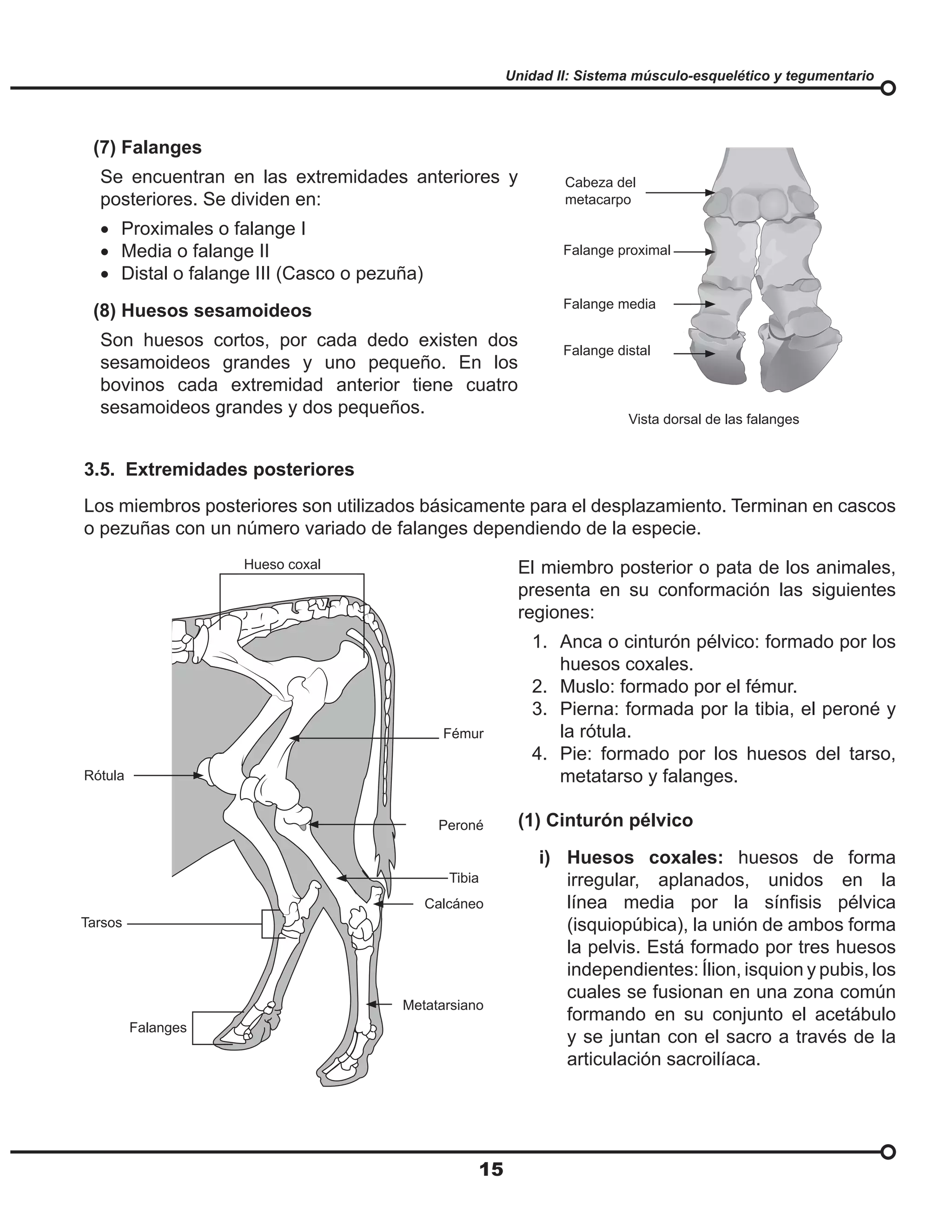 Anatomia y Fisiologia Animal.pdf