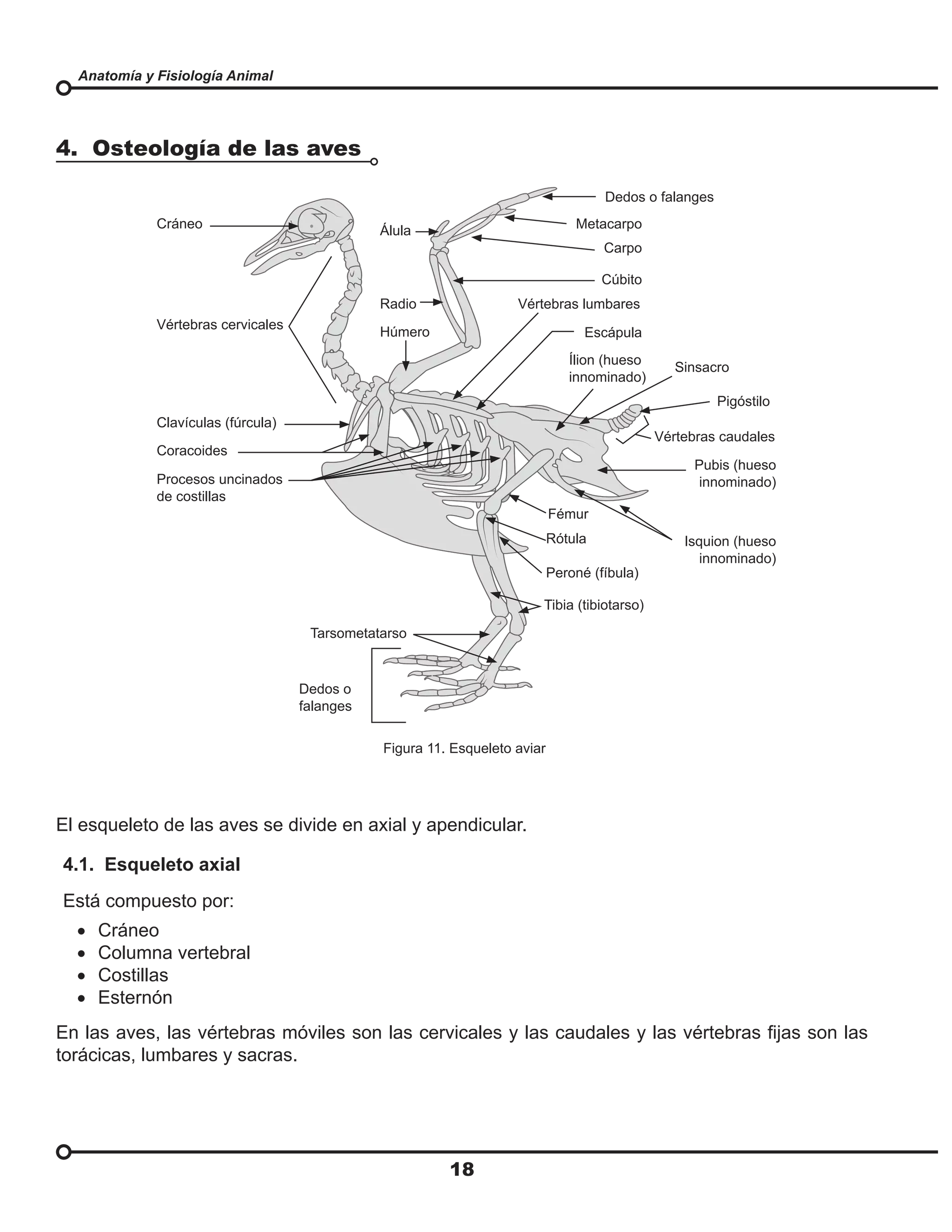 Anatomia y Fisiologia Animal.pdf