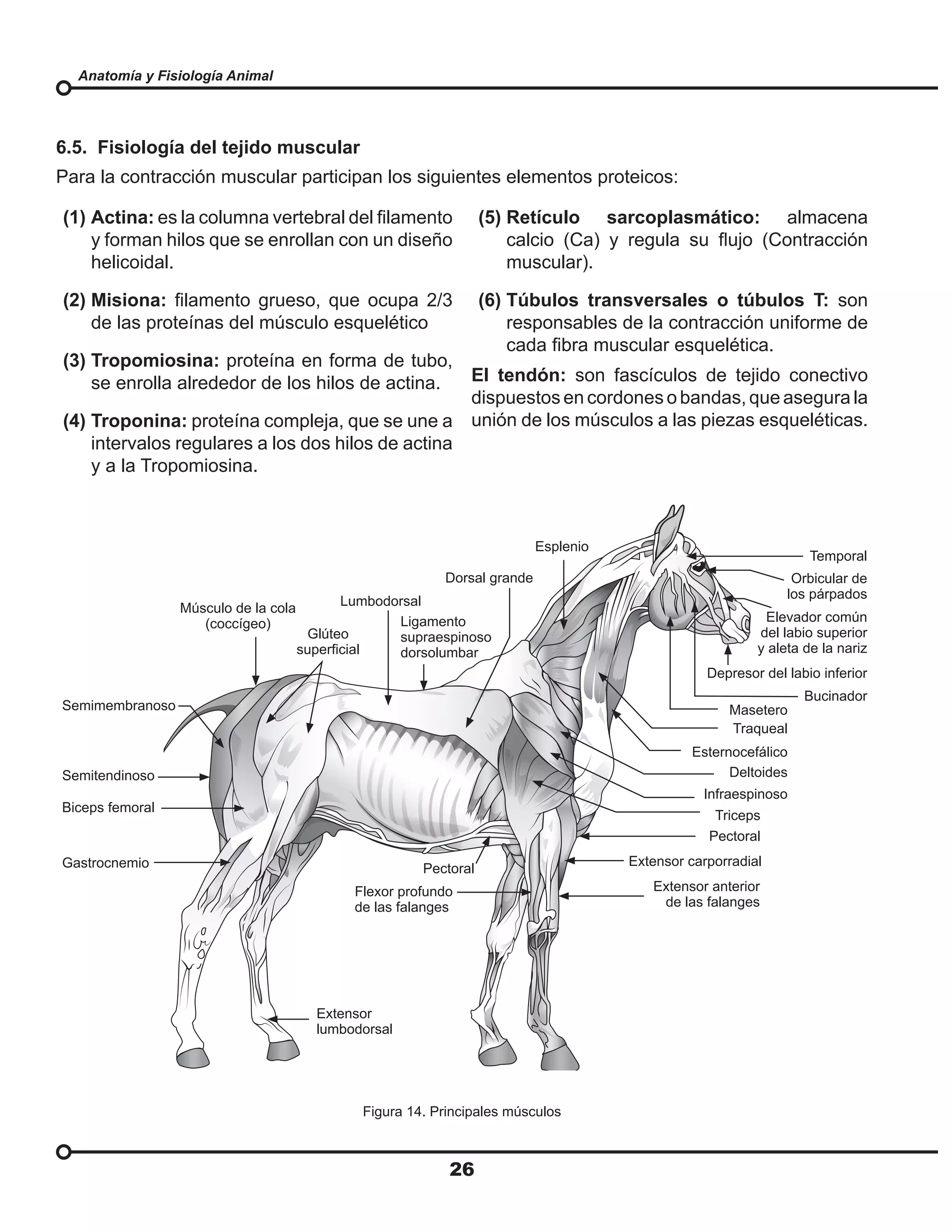 Anatomia y Fisiologia Animal.pdf