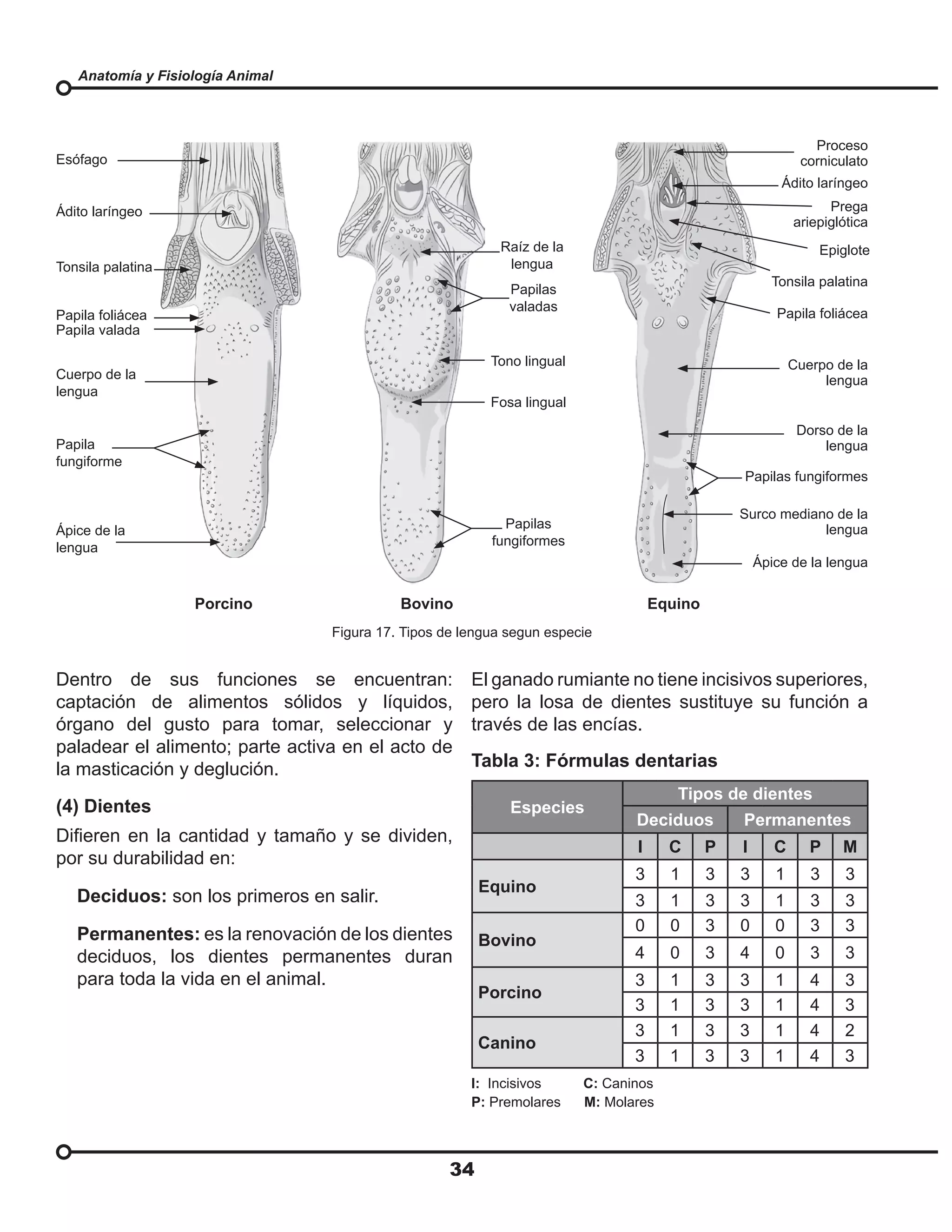 Anatomia y Fisiologia Animal.pdf