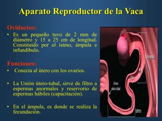 anatomia y fisiologia aparato reproductor vaca ppt.ppt