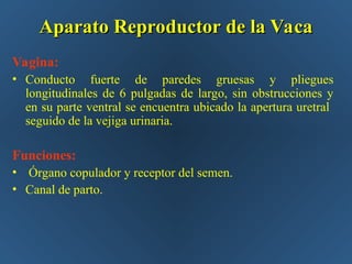 anatomia y fisiologia aparato reproductor vaca ppt.ppt