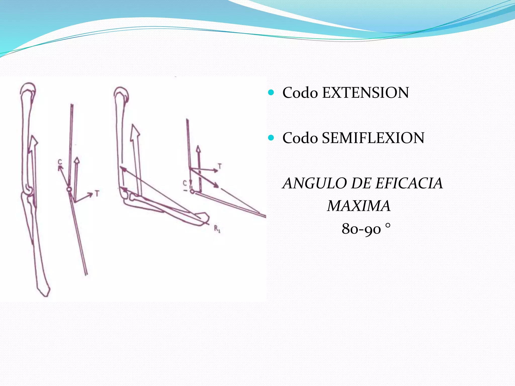 Anatomia y fisiologia articular del codo | PPTX
