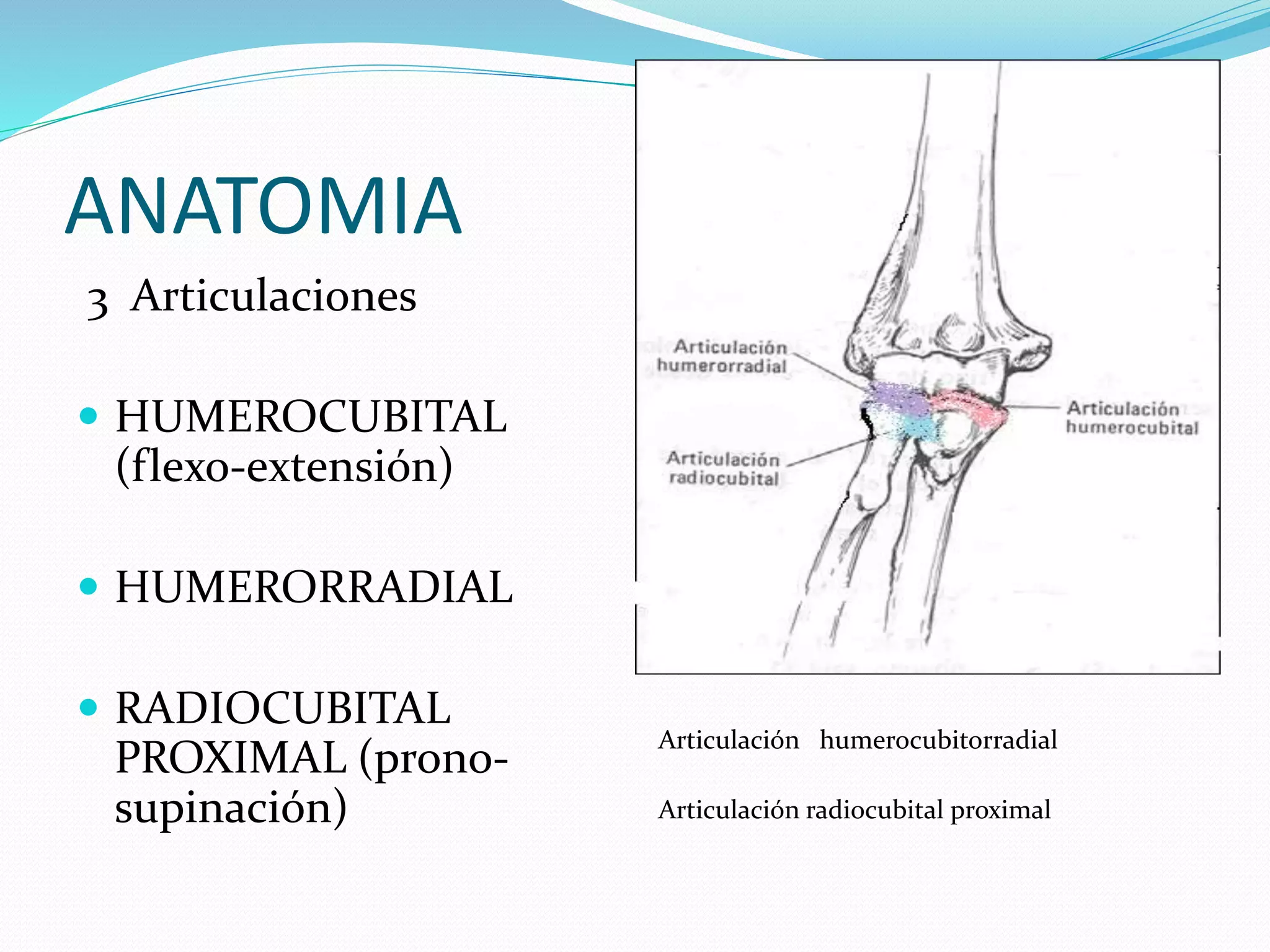 Anatomia y fisiologia articular del codo | PPTX