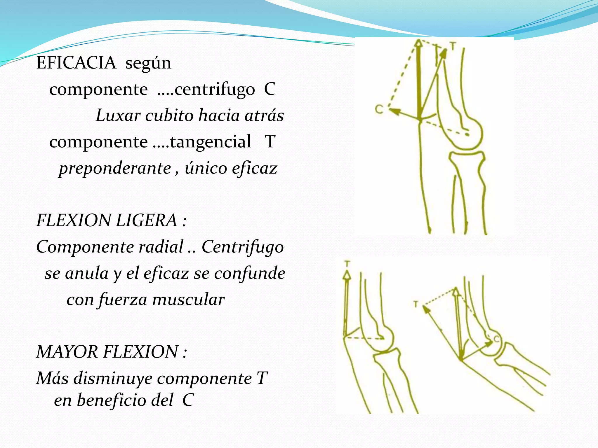 Anatomia y fisiologia articular del codo | PPTX