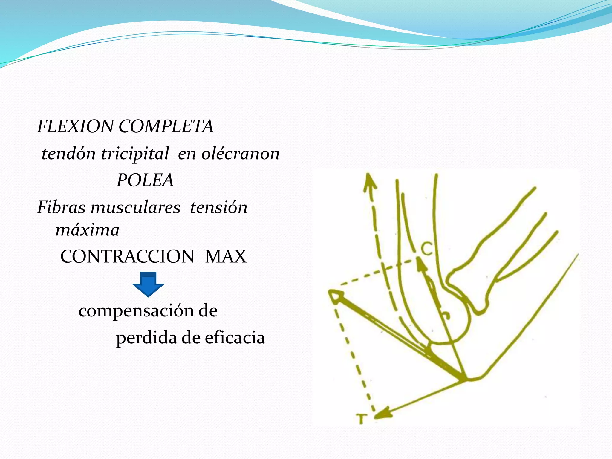 Anatomia y fisiologia articular del codo | PPTX