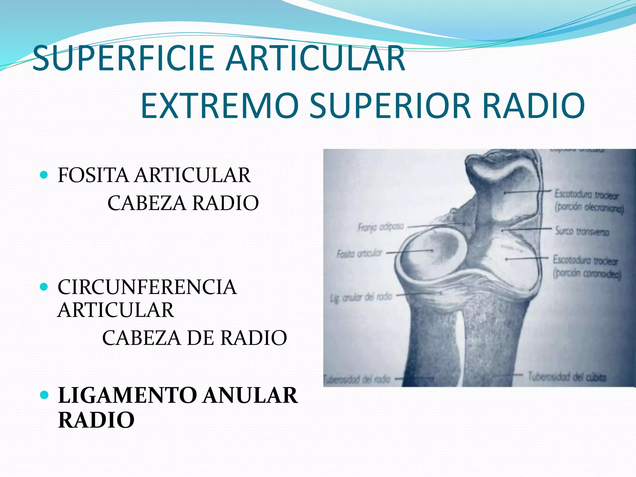 Anatomia y fisiologia articular del codo | PPTX