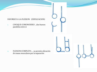 Anatomia y fisiologia articular del codo | PPTX