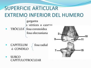 Anatomia y fisiologia articular del codo | PPTX