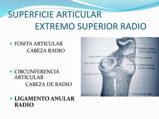 Anatomia y fisiologia articular del codo | PPTX