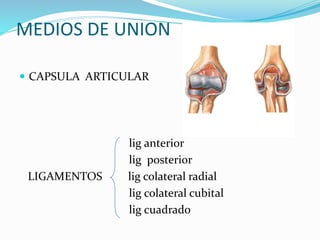 Anatomia y fisiologia articular del codo | PPTX