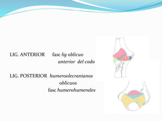 Anatomia y fisiologia articular del codo | PPTX