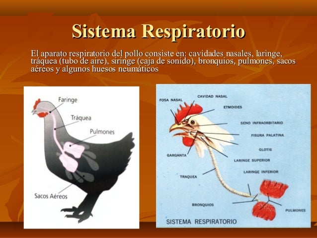 Anatomia y fisiologia aviar