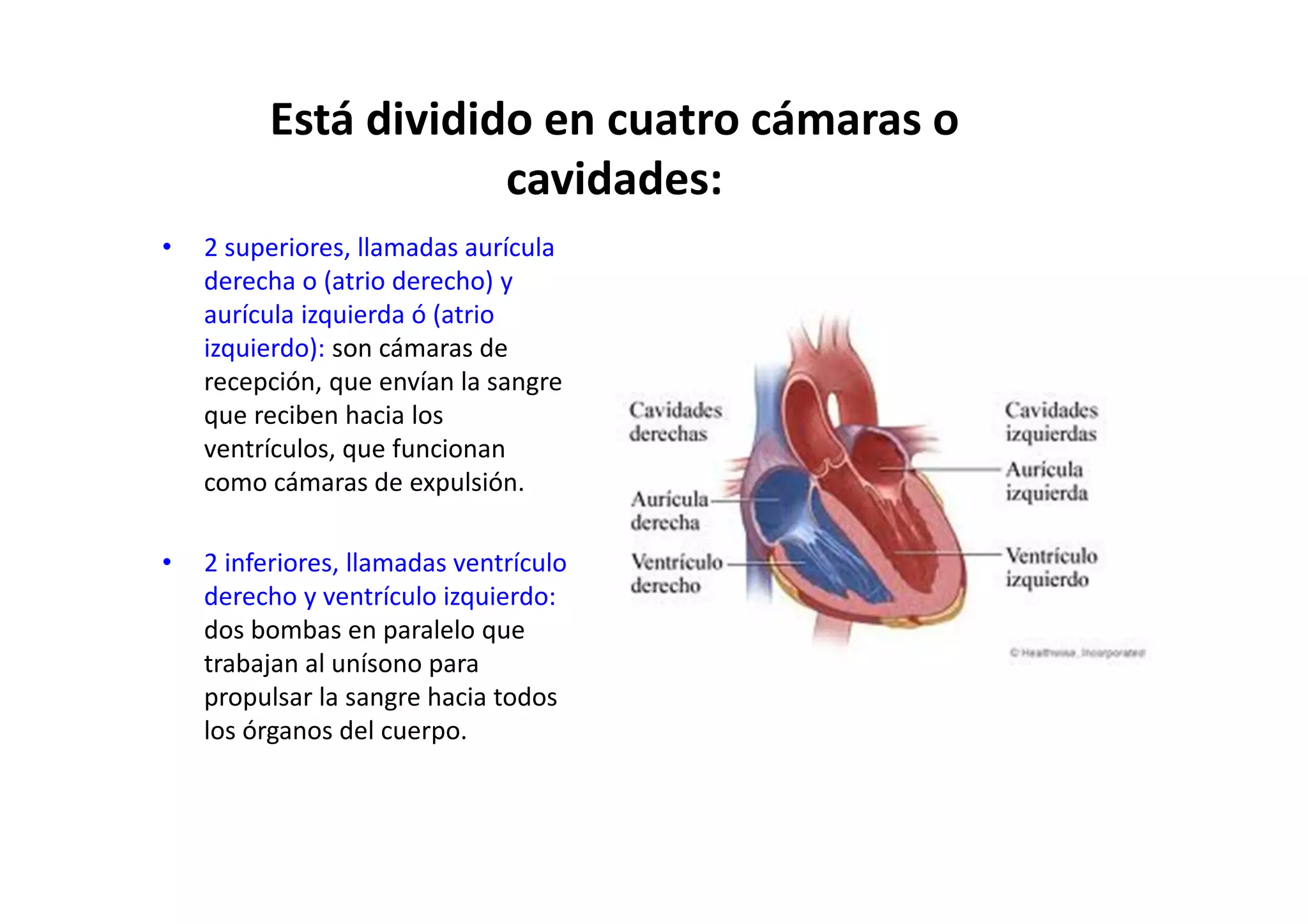 Anatomia y fisiologia basica del corazon [sólo lectura] | PDF