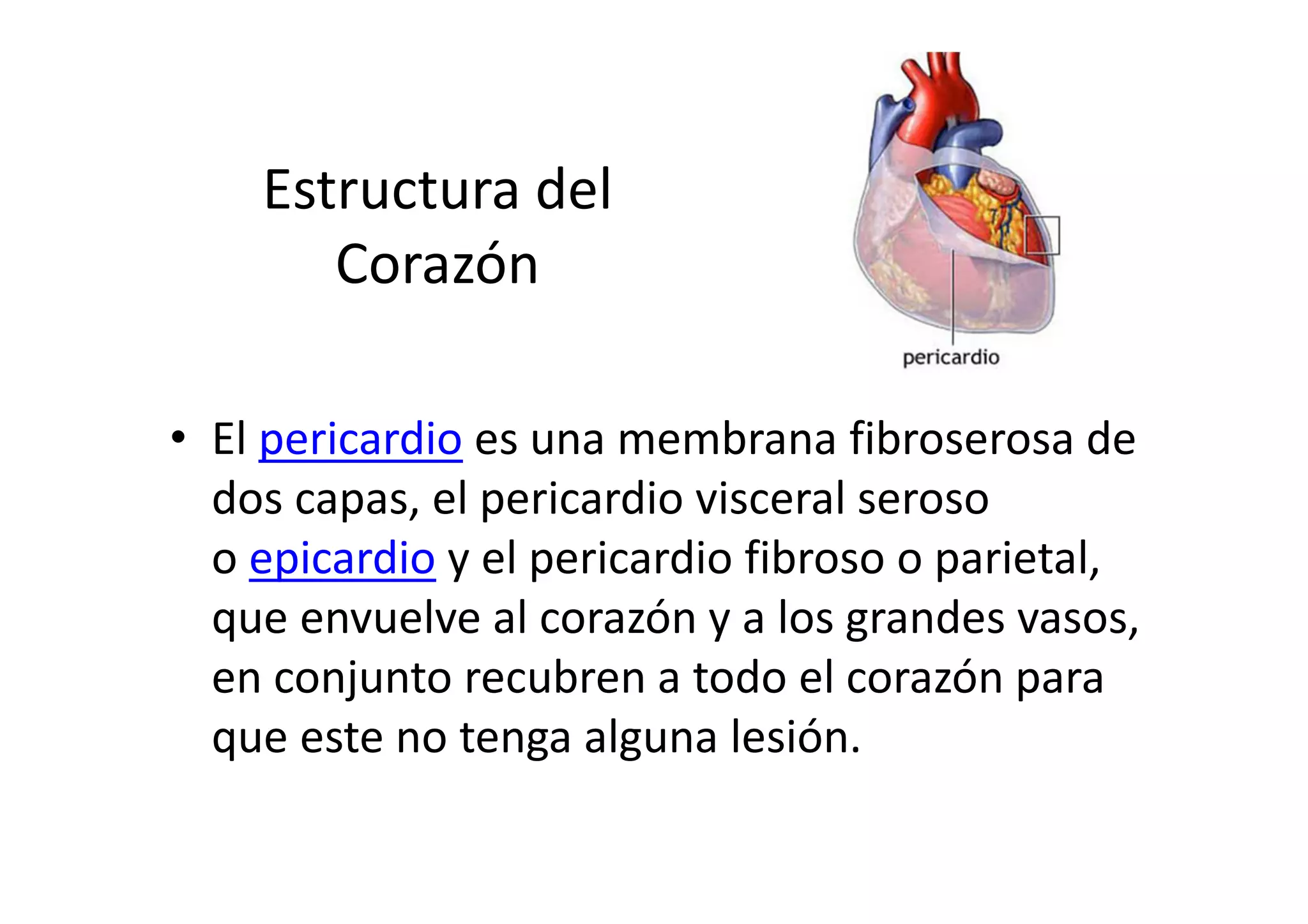 Anatomia y fisiologia basica del corazon [sólo lectura] | PDF