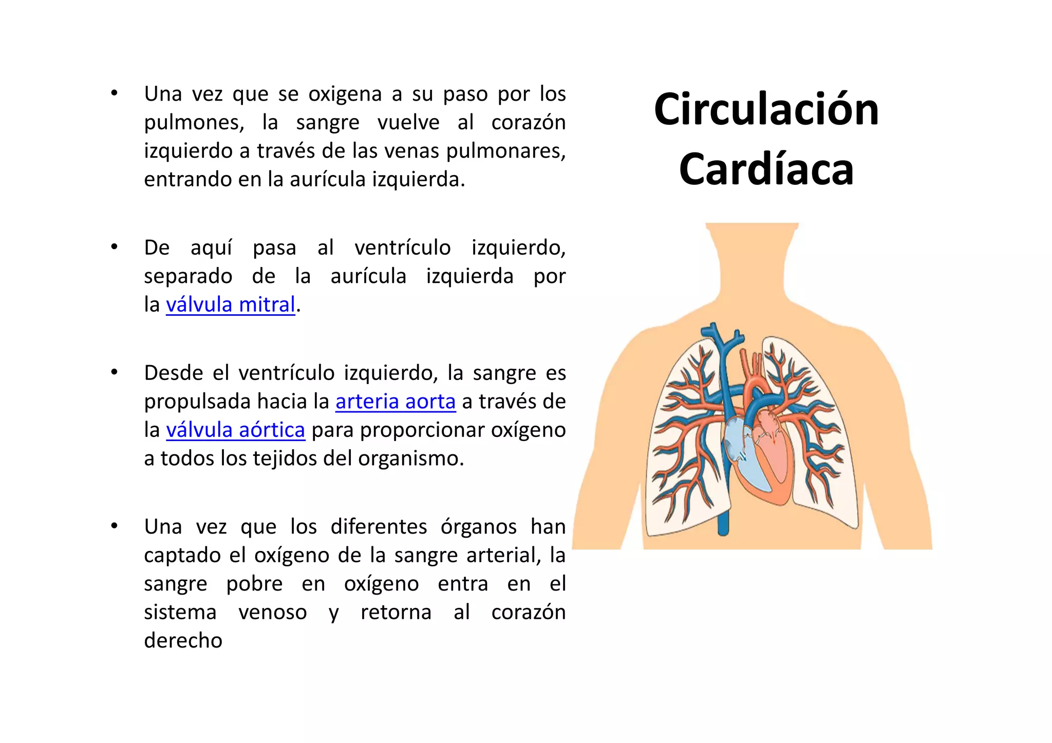 Anatomia y fisiologia basica del corazon [sólo lectura] | PDF