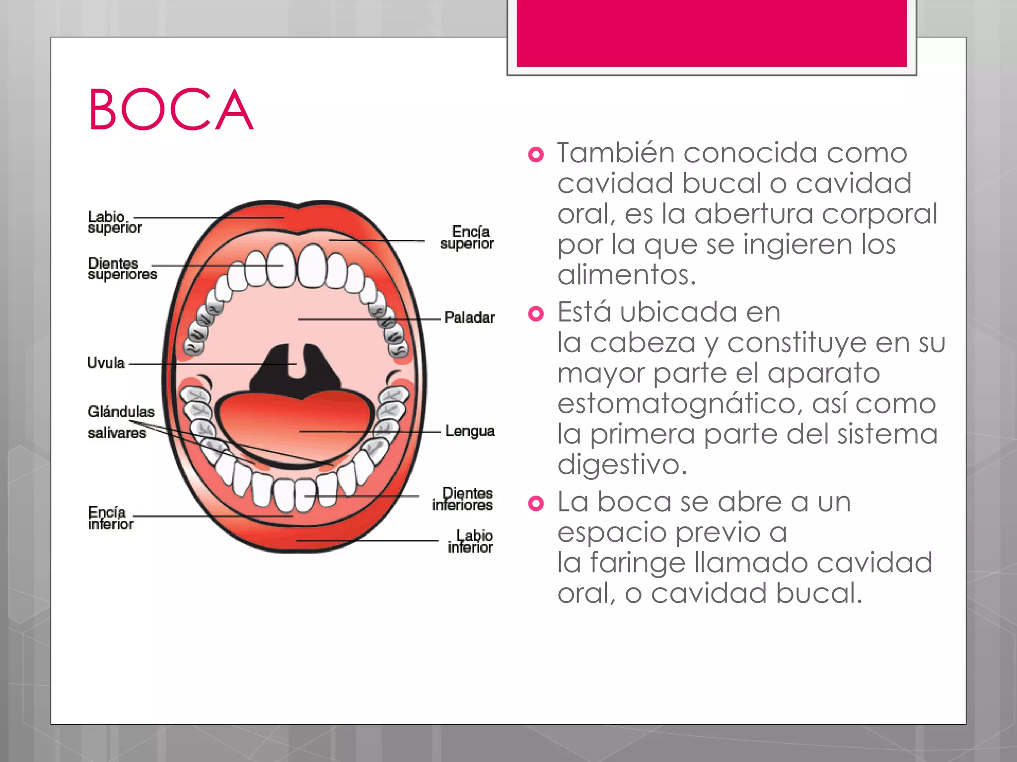 Anatomia_y_Fisiologia_BOCA.pdf