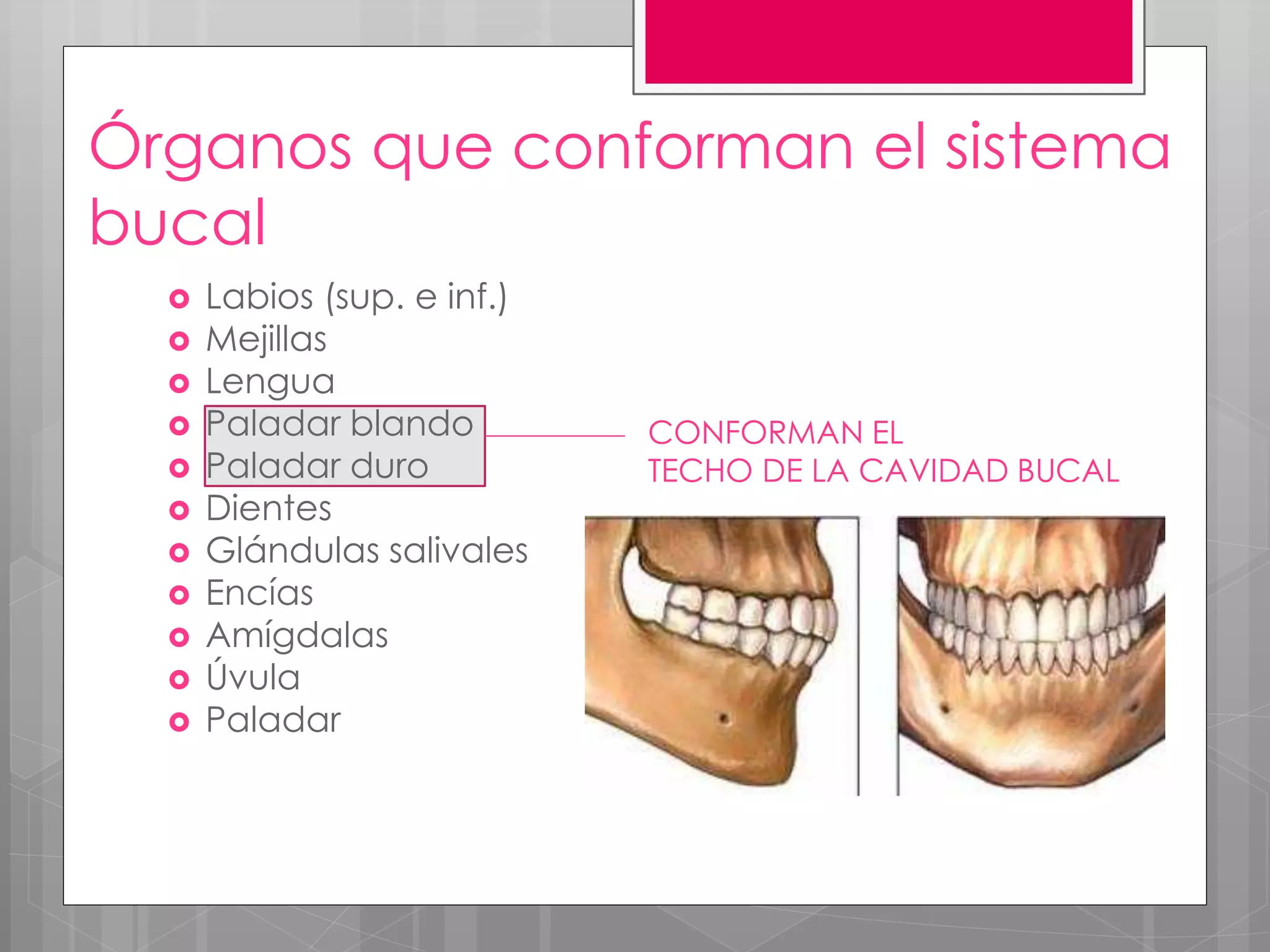 Anatomia_y_Fisiologia_BOCA.pdf